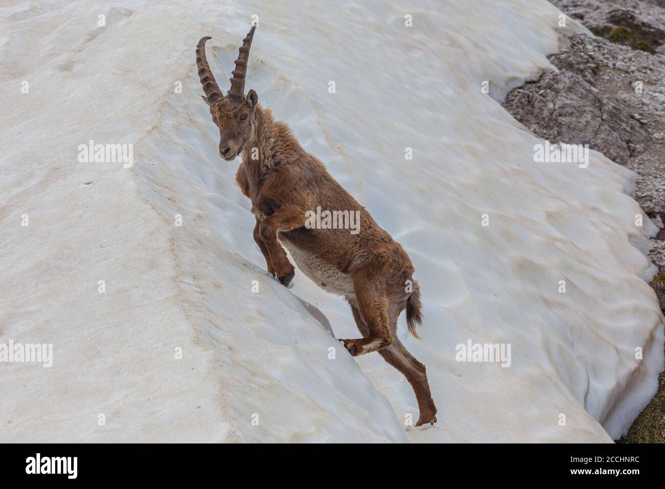 Alpine ibex goat climbing hi-res stock photography and images - Alamy