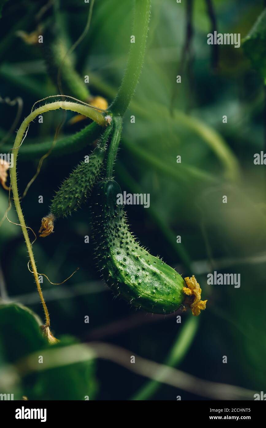 Healthy fresh cucumbers greenhouse hi-res stock photography and images ...