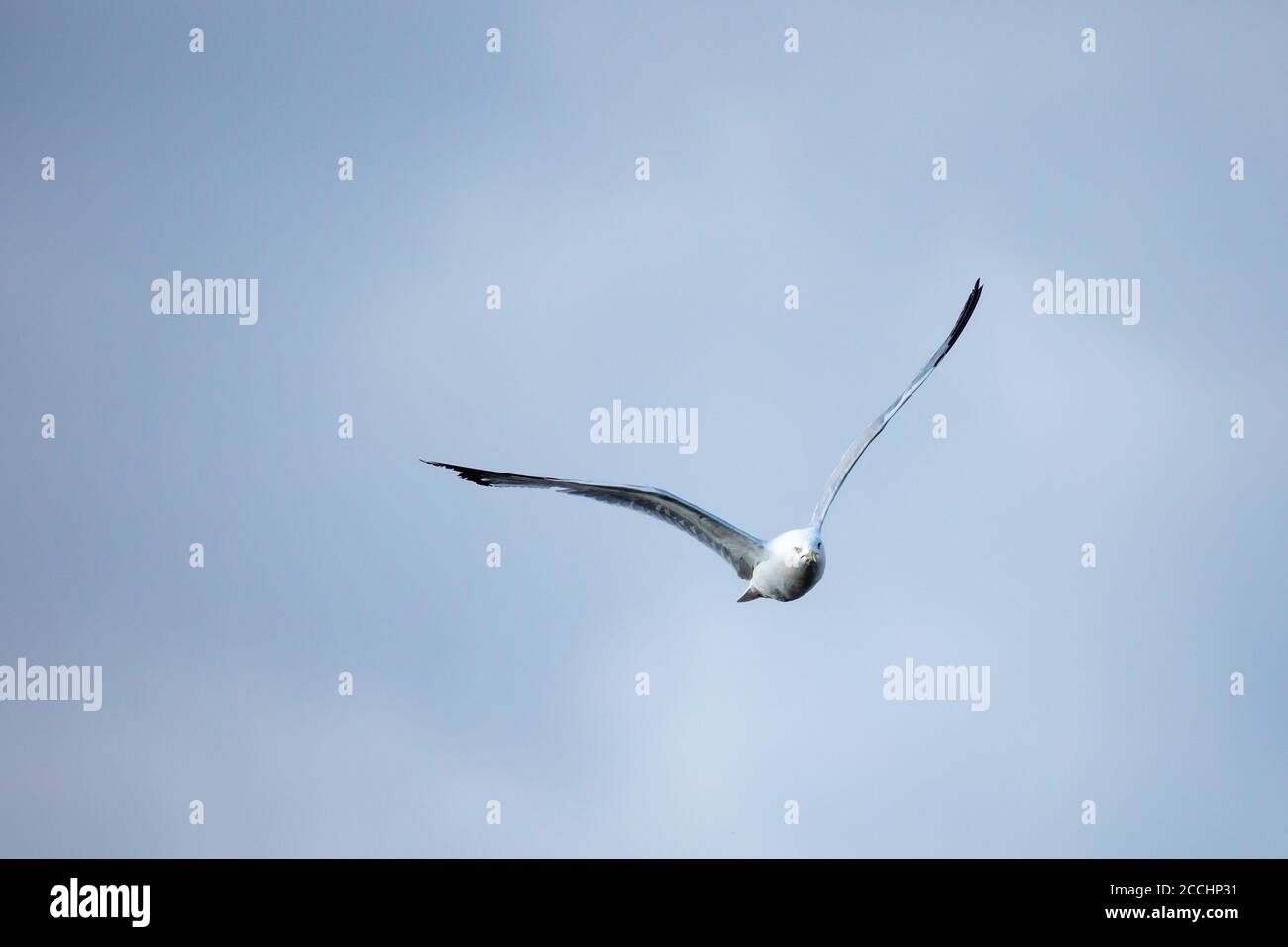 Ring-billed Gull (Larus delawarensis) flying in Wisconsin with copy ...