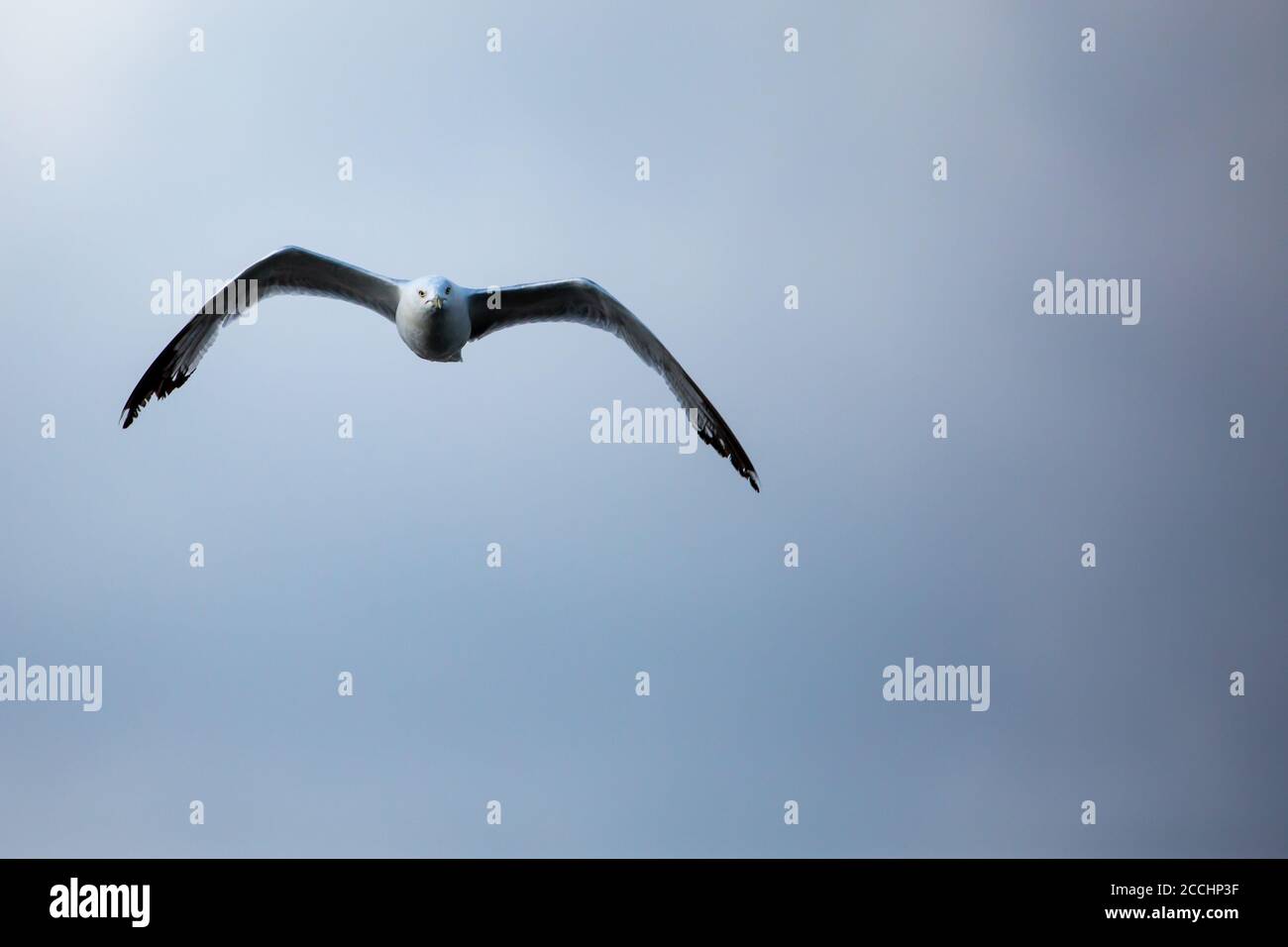 Ring-billed Gull (Larus delawarensis) flying in Wisconsin with copy ...