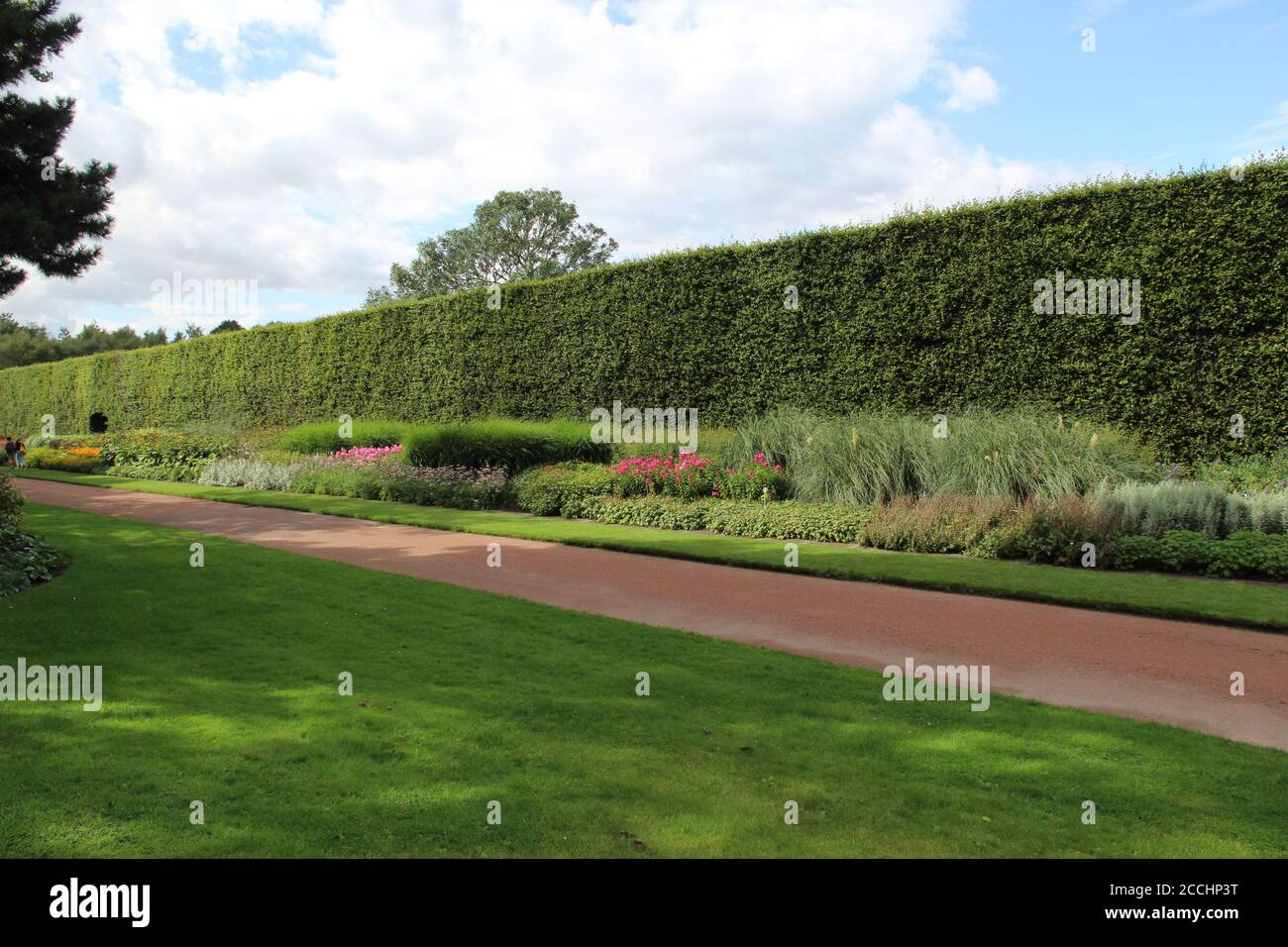 Beech Hedge Trees High Resolution Stock Photography and Images - Alamy