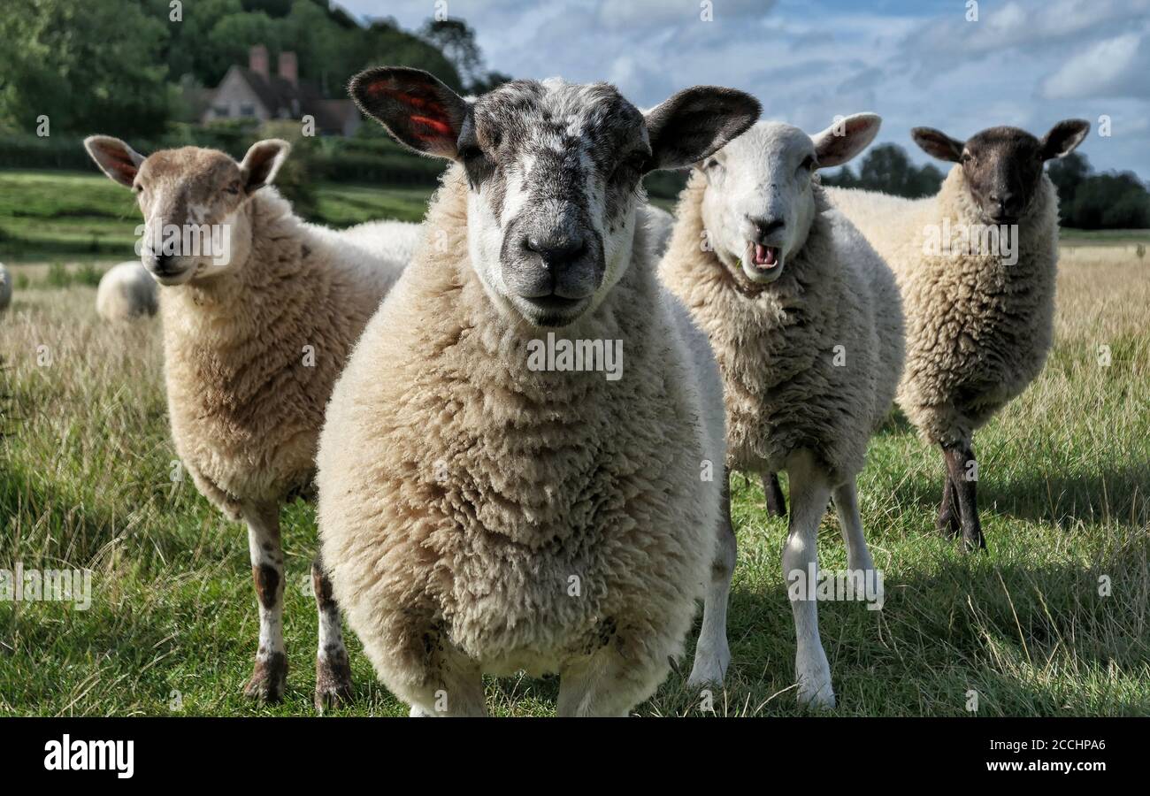 Four sheep staring Stock Photo - Alamy