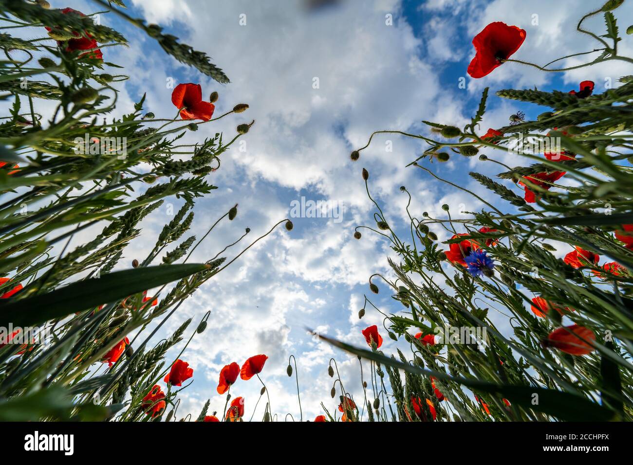 Summer scarlet poppy flowers hi-res stock photography and images - Alamy