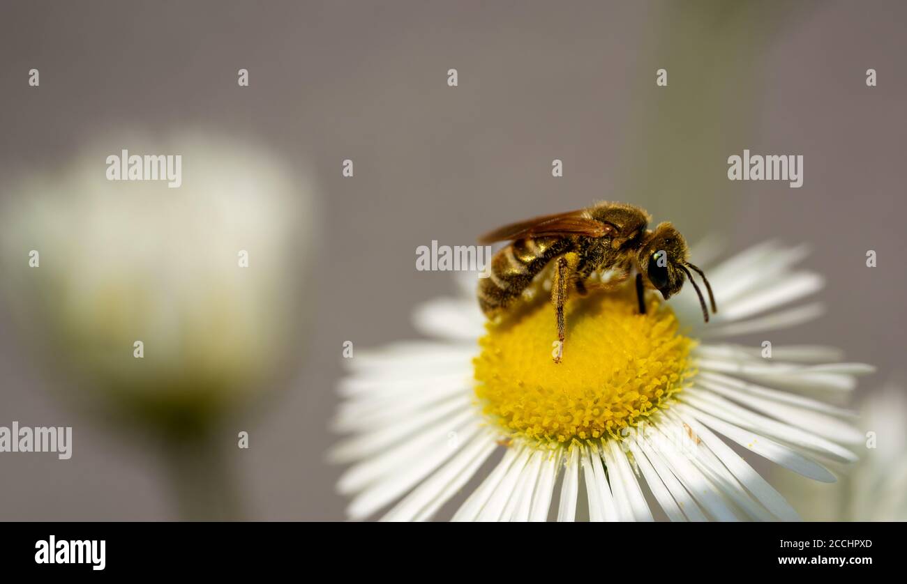 Halictus seladonia hi-res stock photography and images - Alamy