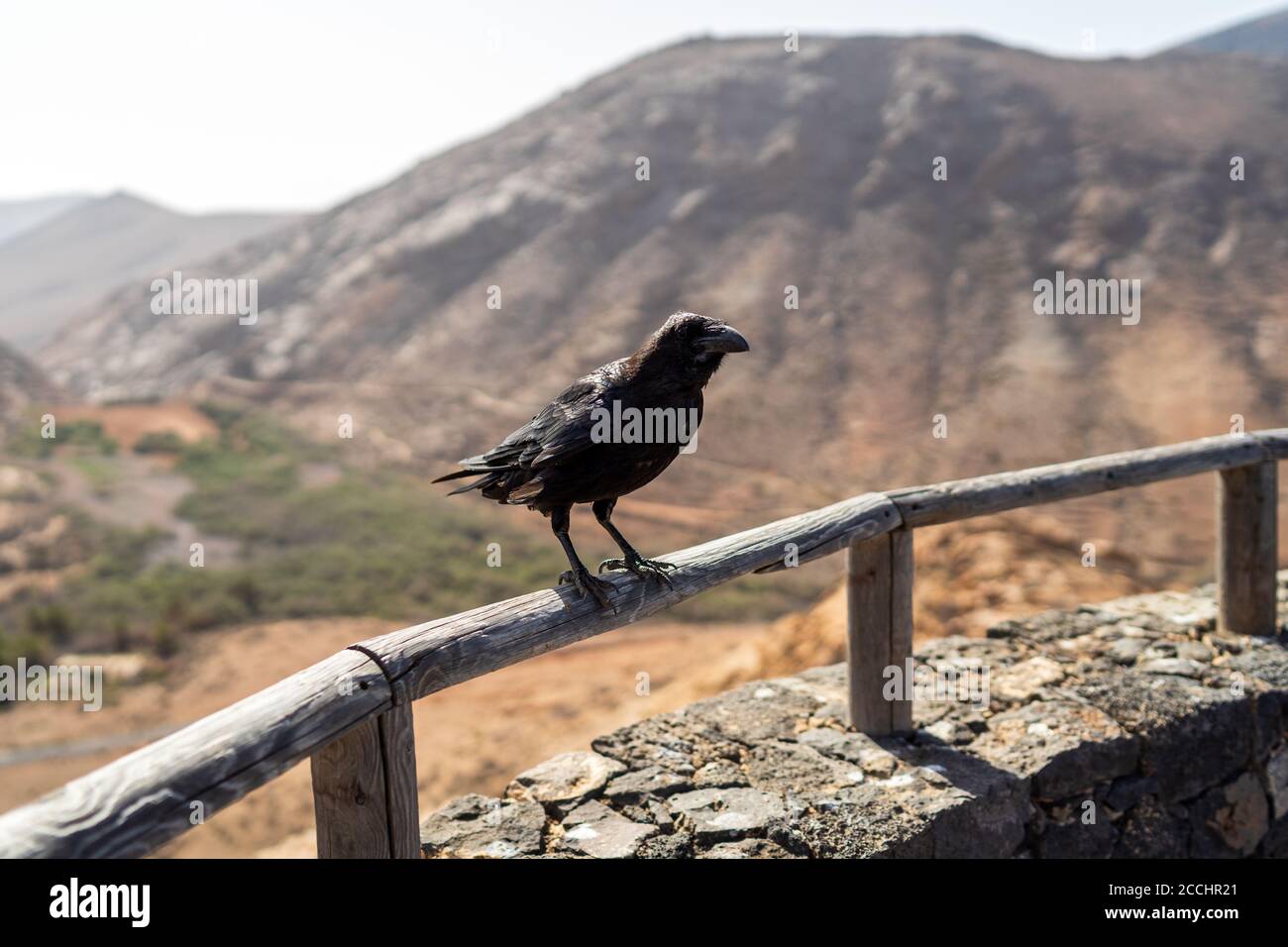 Canary Raven (Corvus corax tingitanus). Canary Islands. Fuerteventura ...