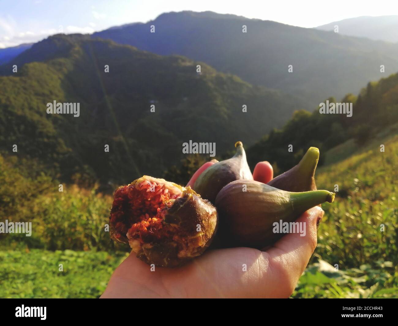 Hands holding figs hi-res stock photography and images - Alamy