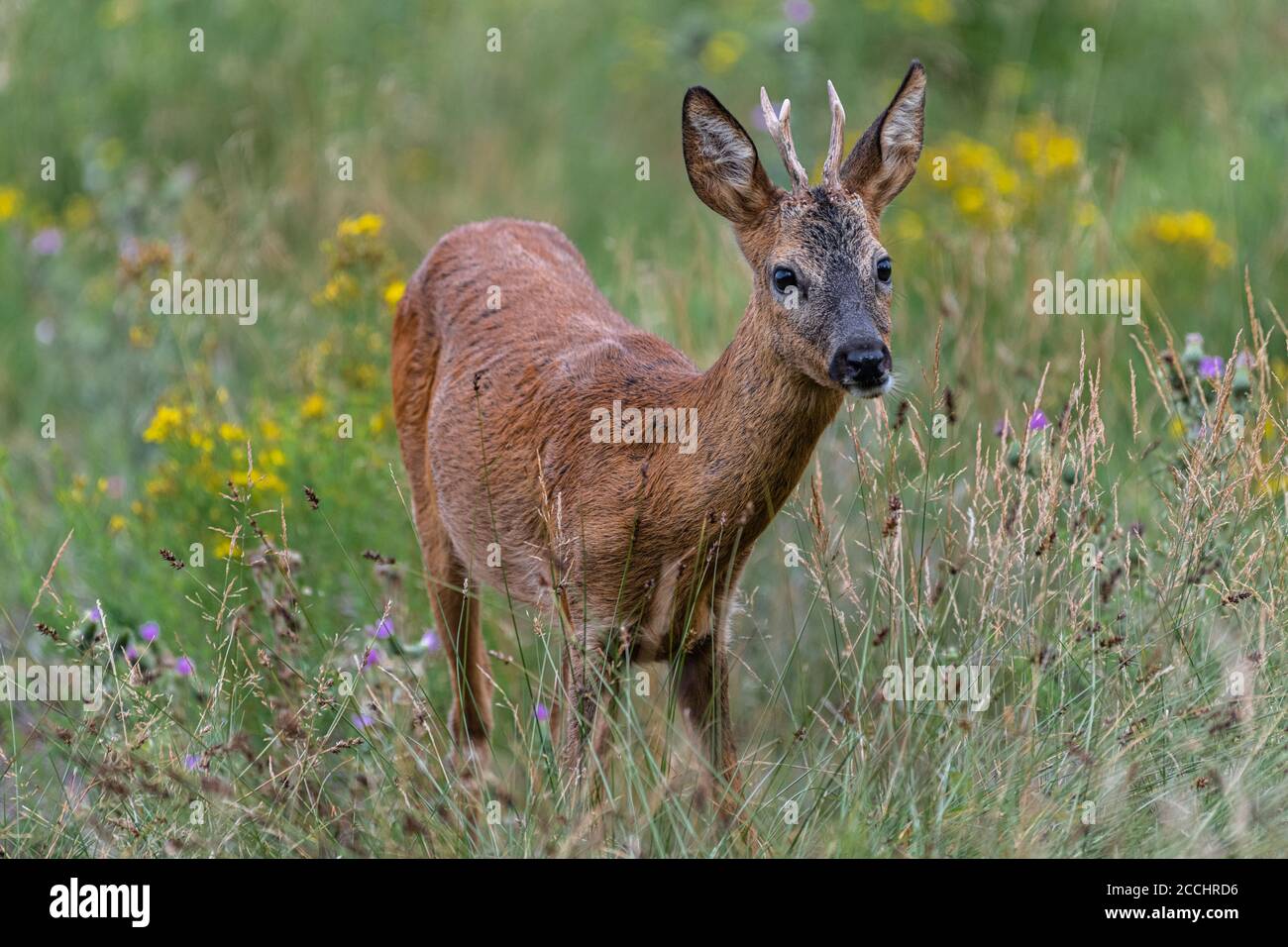 European Roe Deer (Capreolus capreolus), Buck Stock Photo - Alamy