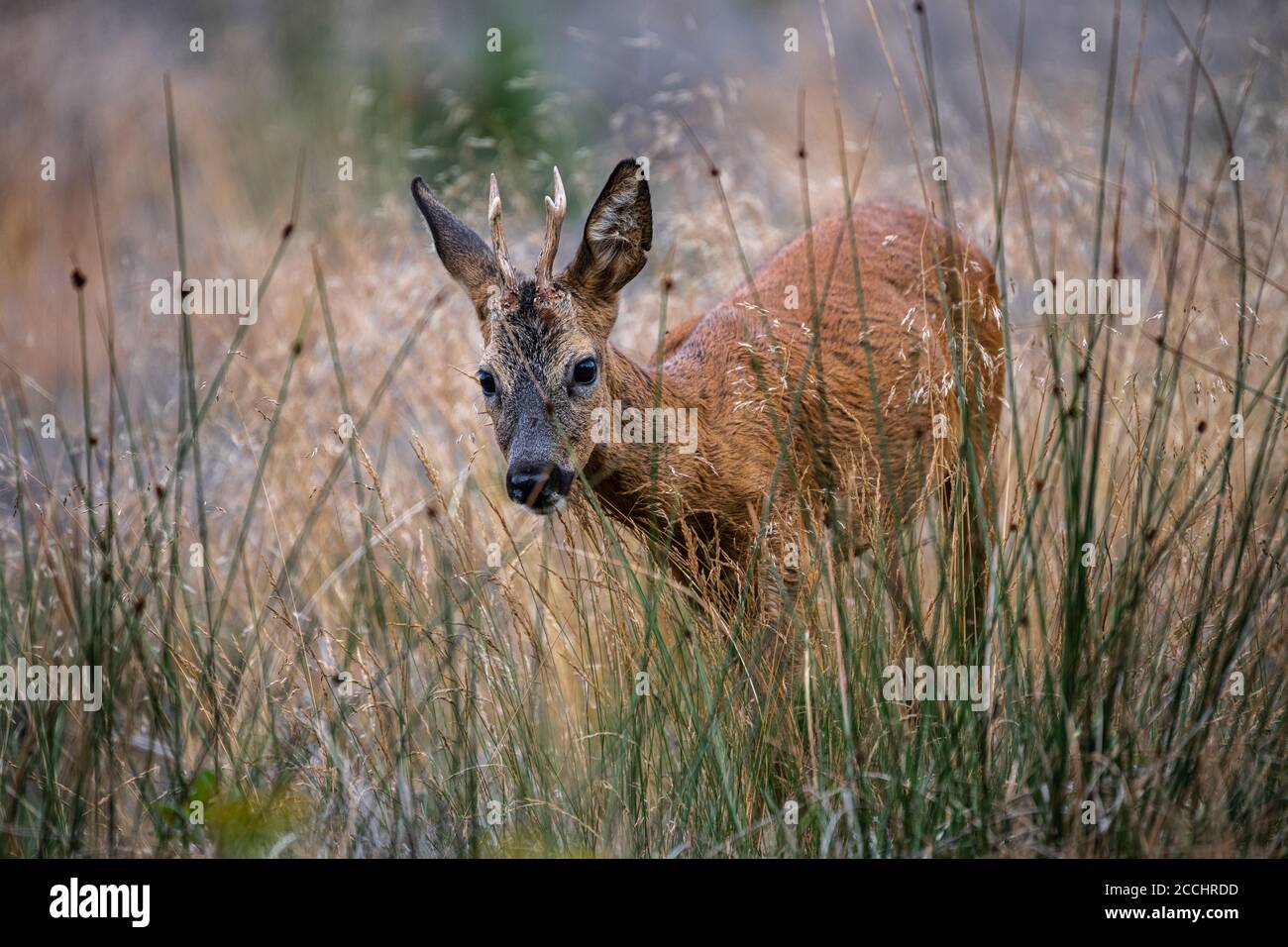European Roe Deer (Capreolus capreolus), Buck Stock Photo - Alamy