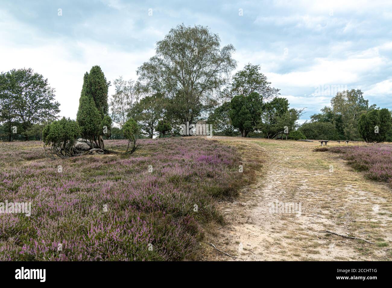 Heathland in Bad Fallingbostel, Germany Stock Photo - Alamy