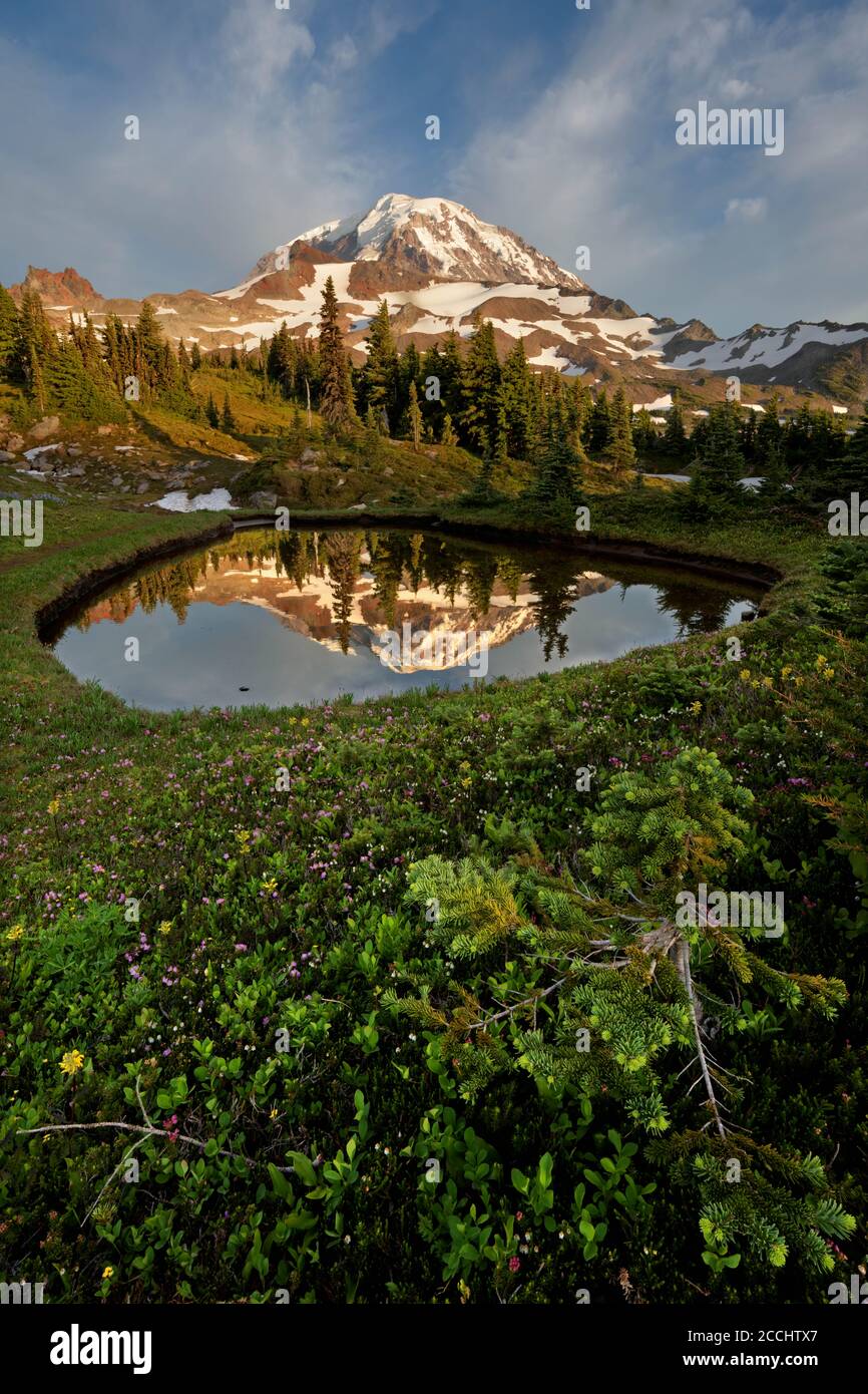Laurel spray hi-res stock photography and images - Alamy