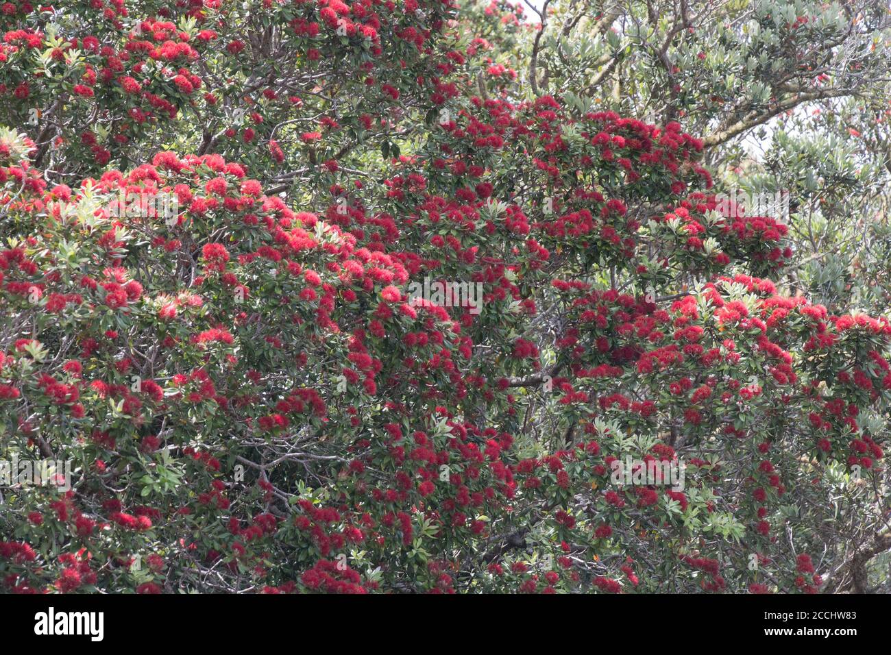 The view of pohutukawa tree in bloom Stock Photo - Alamy