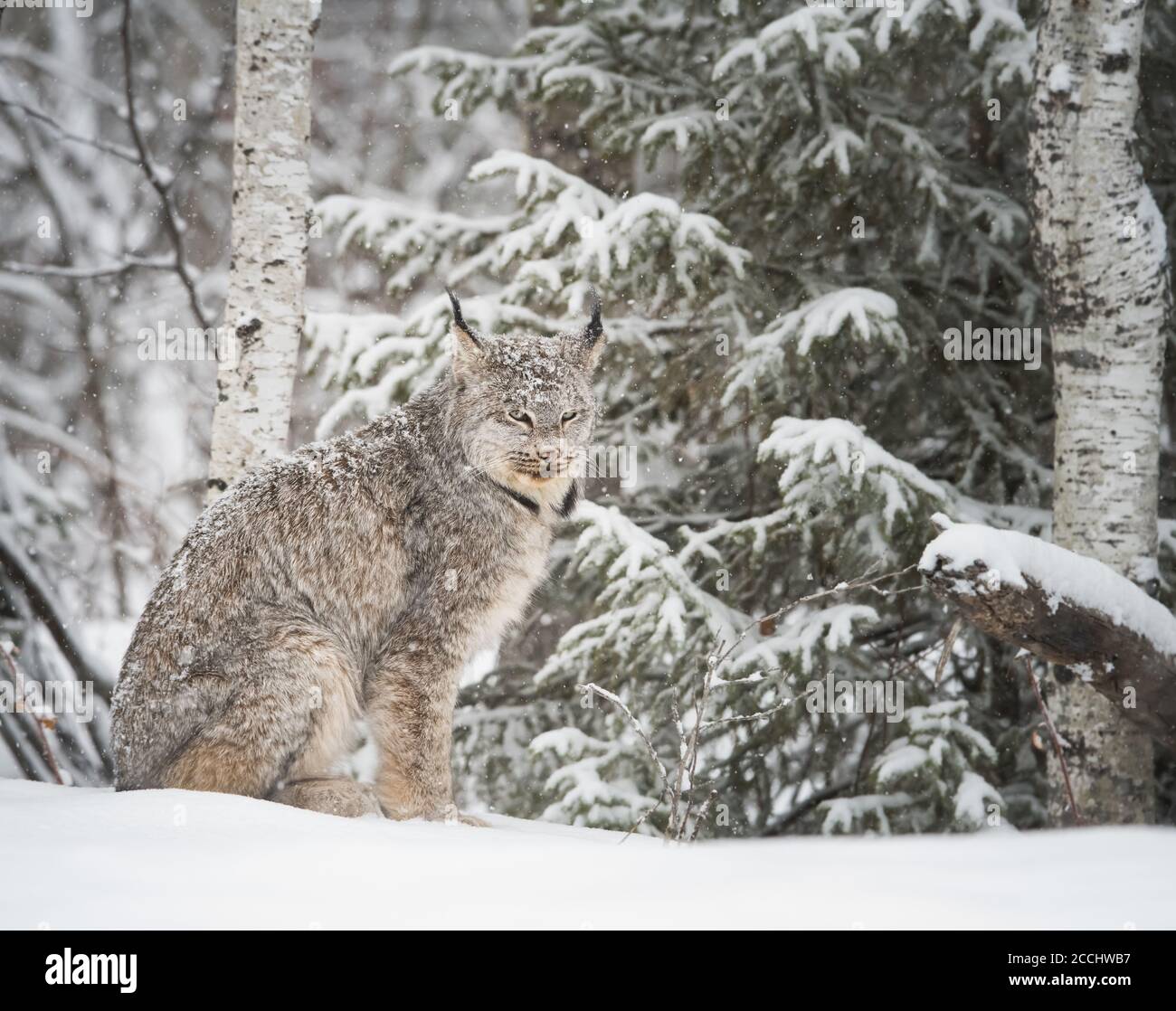 Canadian lynx in the wild Stock Photo - Alamy