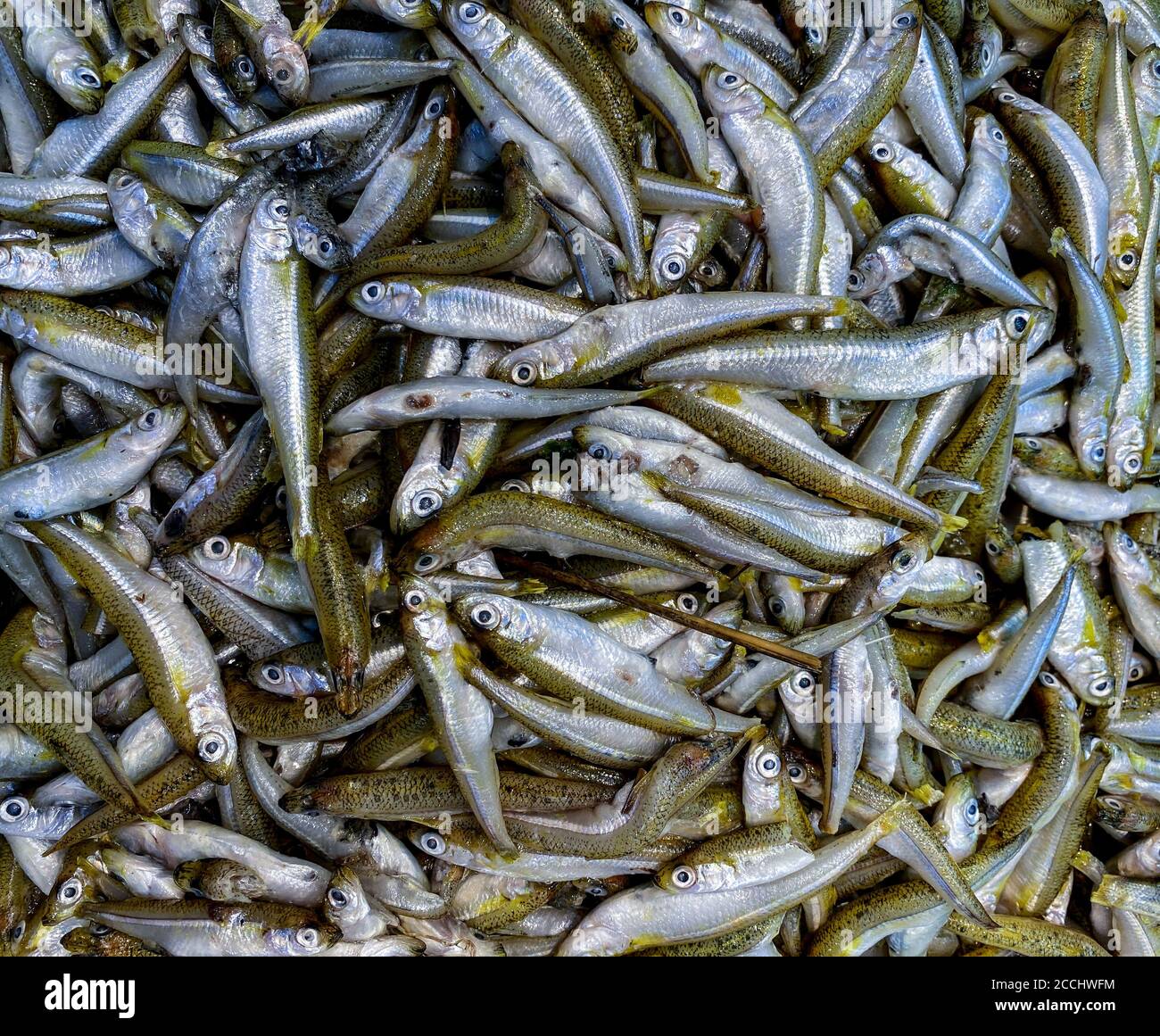 Supermarket fish display hi-res stock photography and images - Alamy