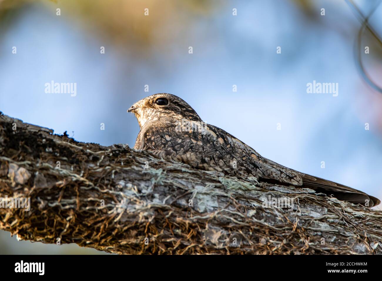 Common Nighthawk (Chordeiles minor) resting in tree in San Blas, Mexico ...