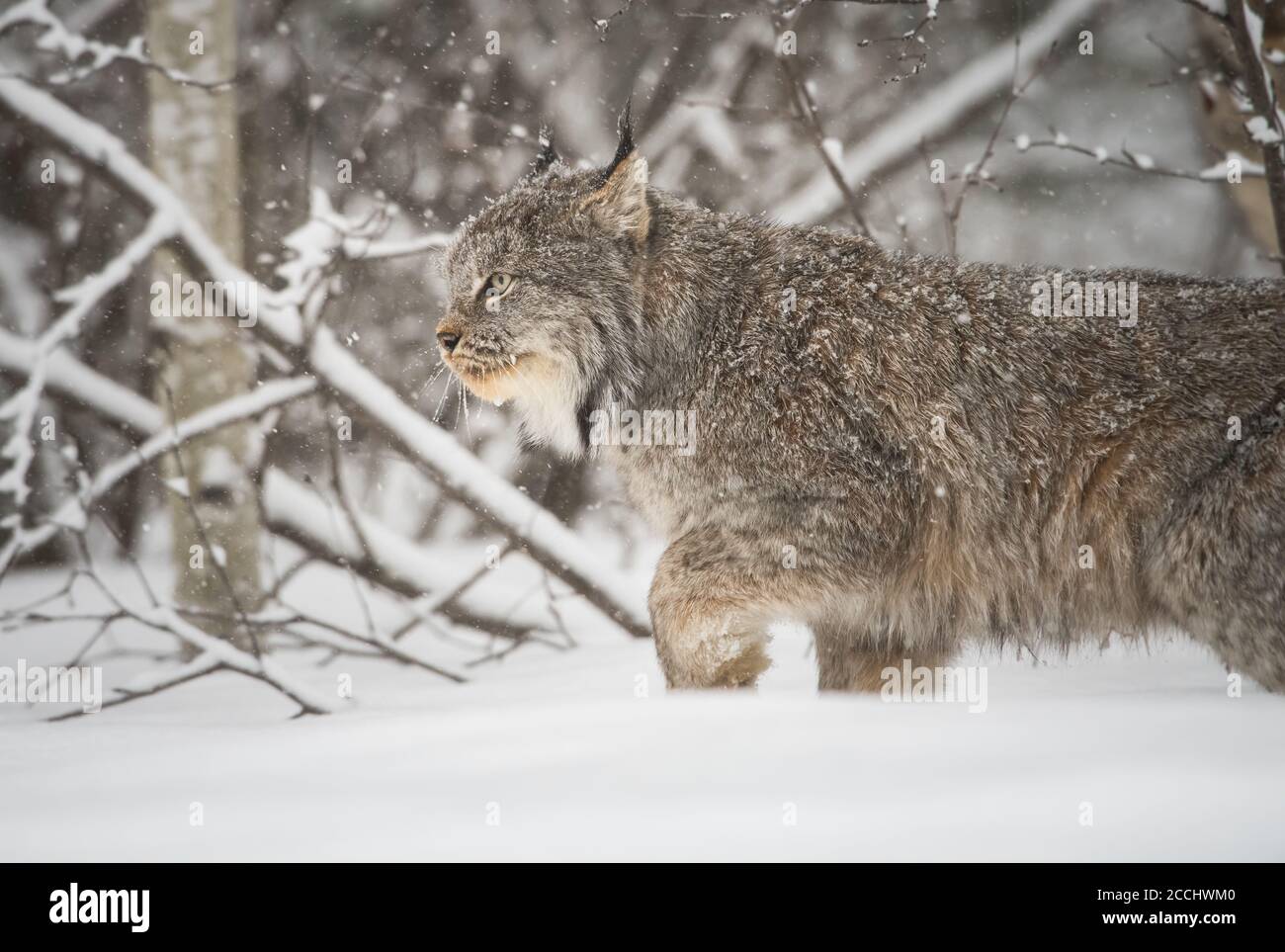 Canadian lynx in the wild Stock Photo - Alamy