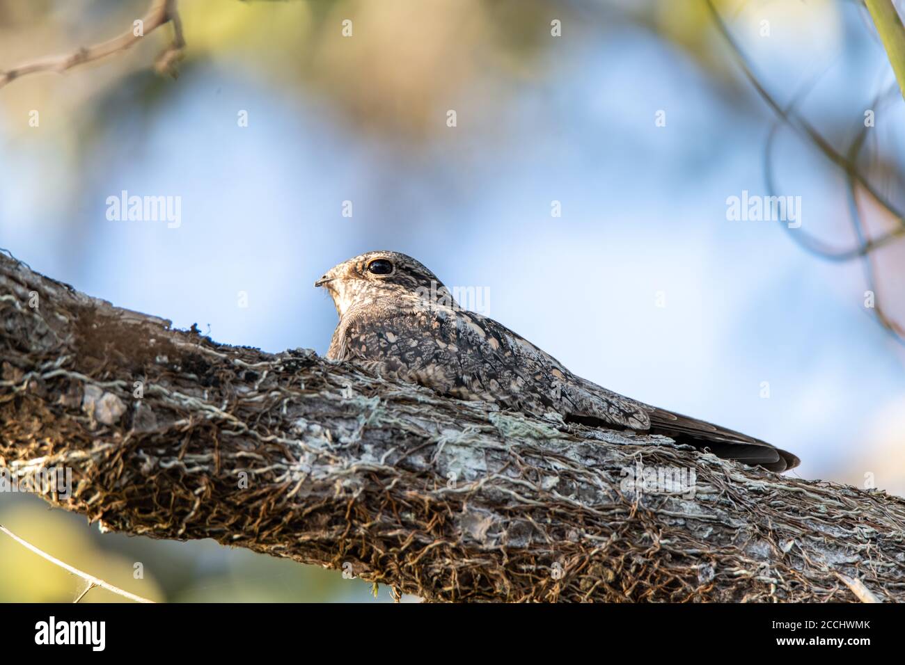 Common Nighthawk (Chordeiles minor) resting in tree in San Blas, Mexico ...