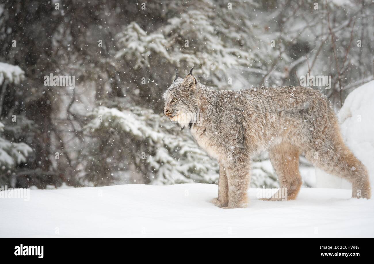Canadian lynx in the wild Stock Photo - Alamy