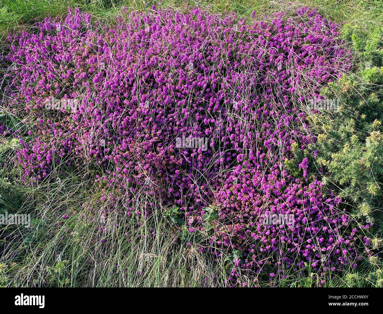 Heather growing and flowering on the coastal road near Douglas, Isle of ...
