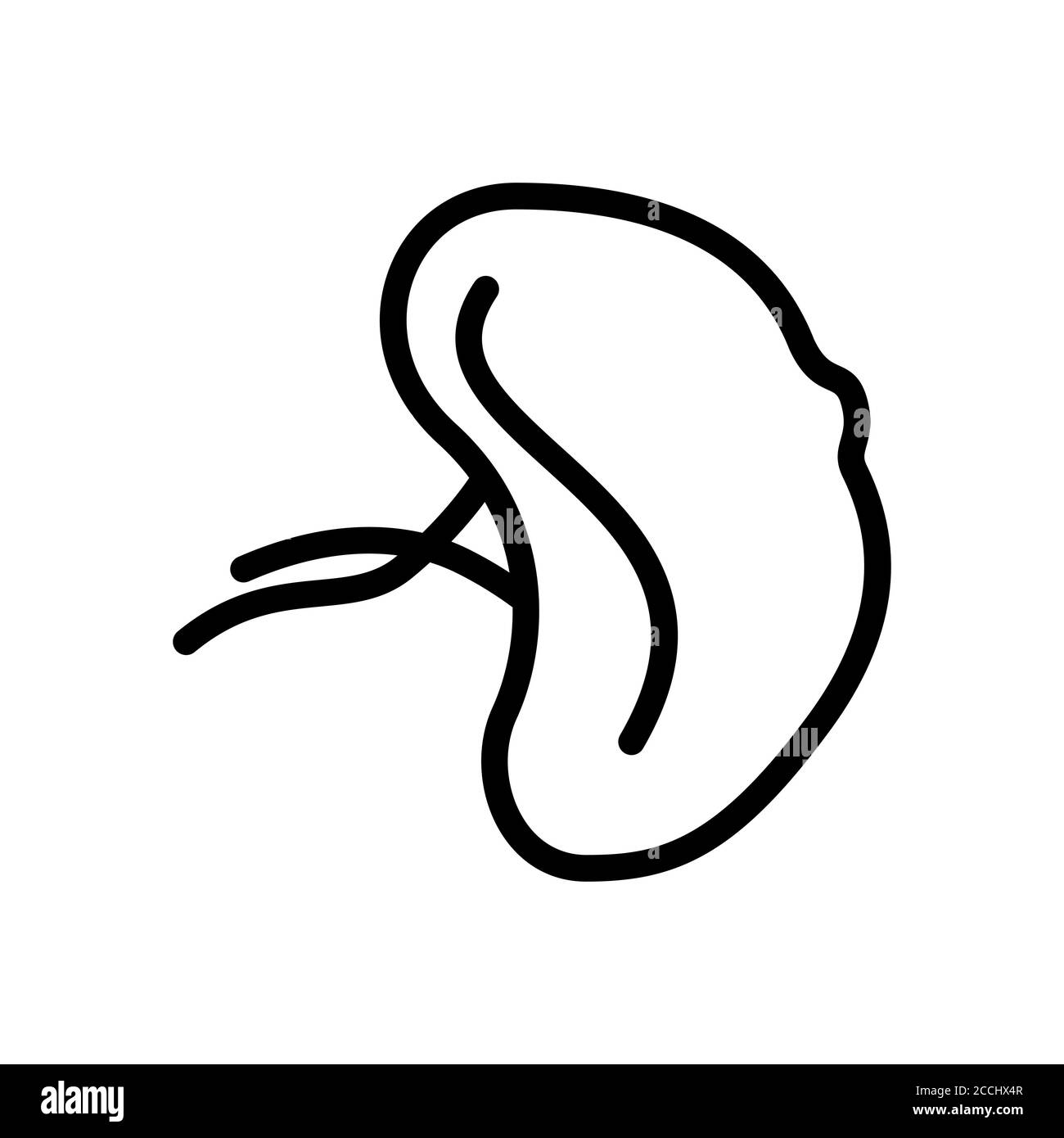 spleen symbol line icon, Vector Illustration Stock Vector Image & Art ...