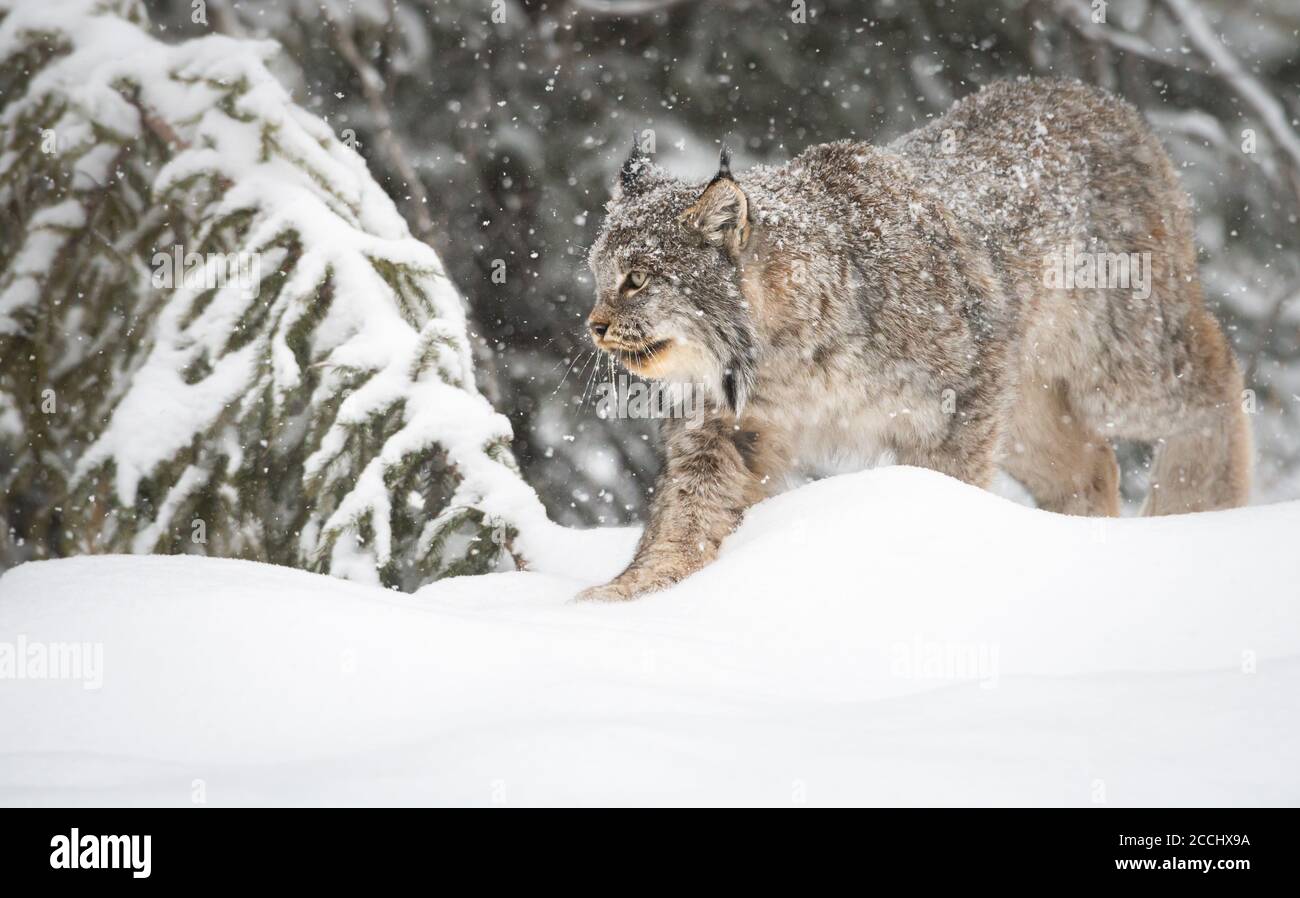 Canadian lynx in the wild Stock Photo - Alamy
