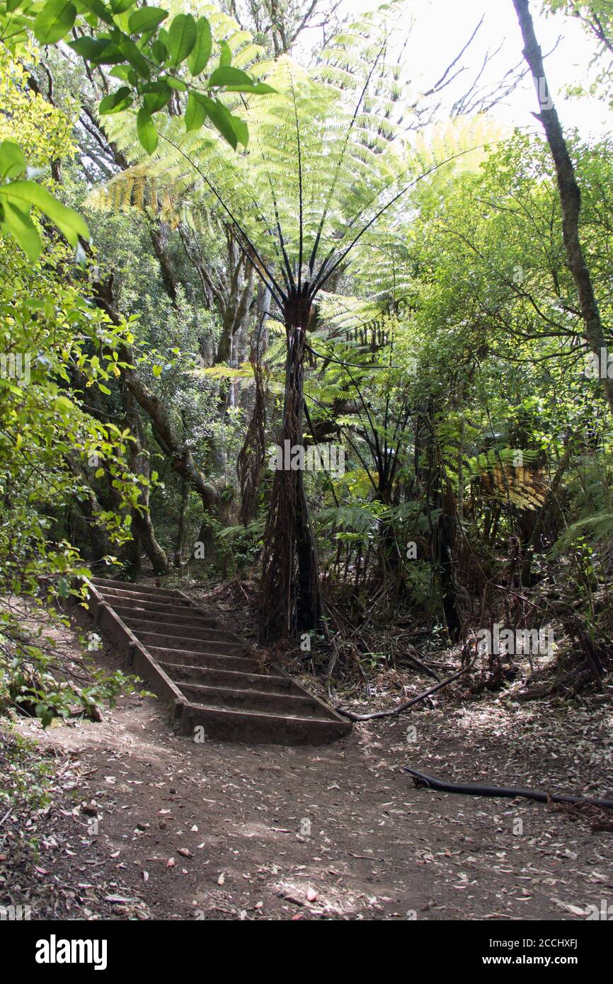 The view of silver fern on a hiking trail, Rangitoto Island, New ...