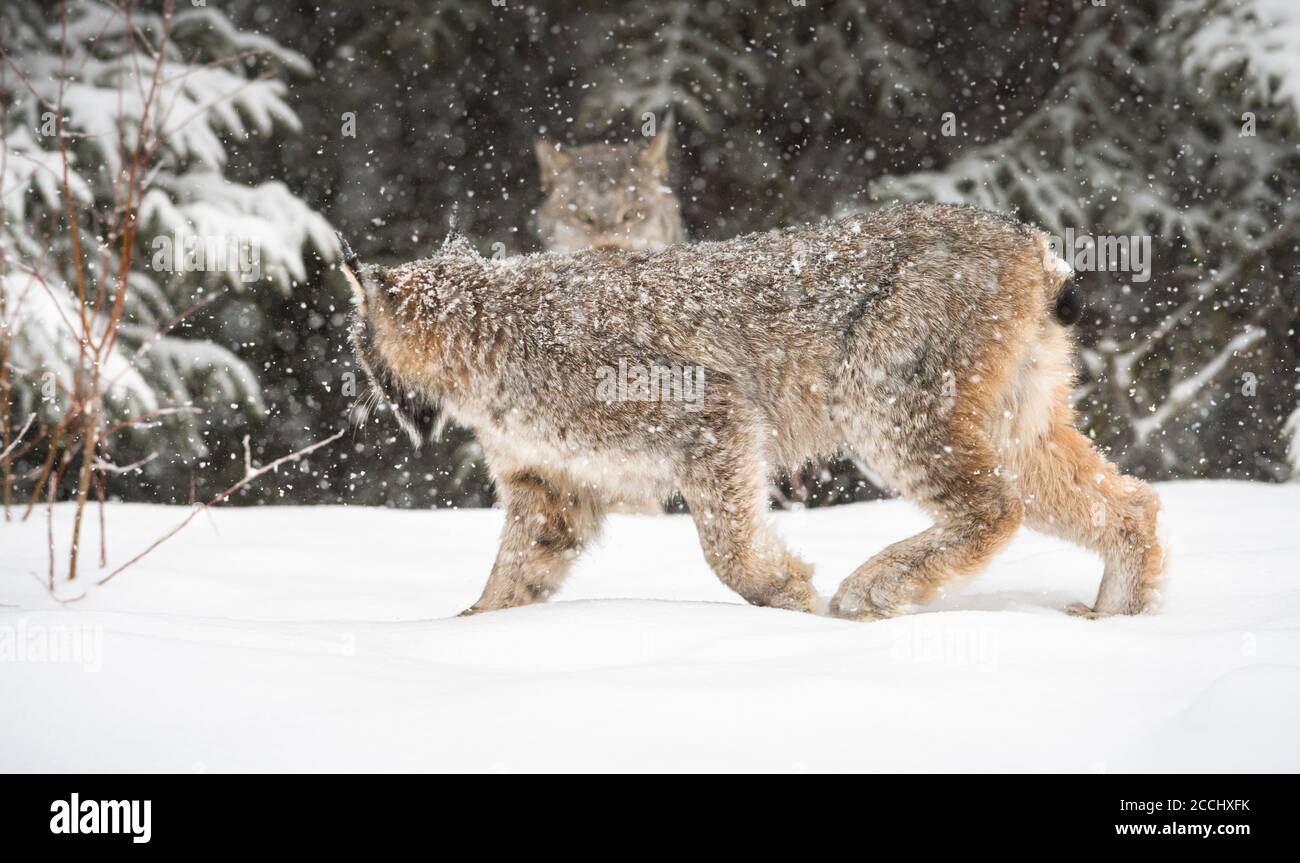 Canadian lynx in the wild Stock Photo - Alamy