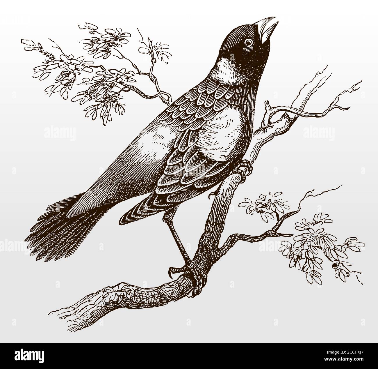 Bobolink, dolichonyx oryzivorus in side view sitting on a branch with ...