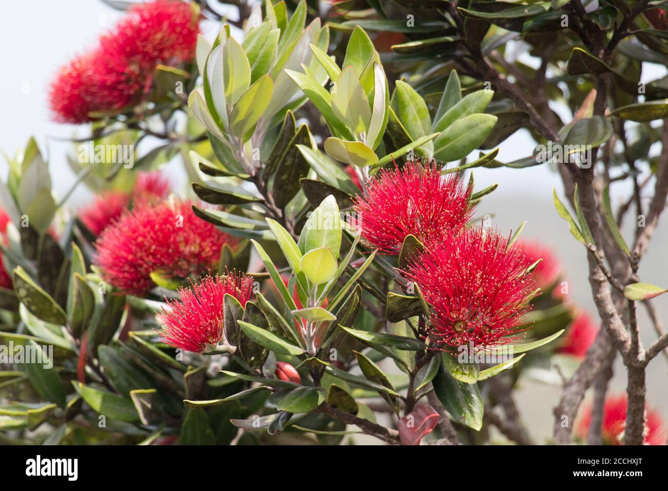Close up view of pohutukawa flowers in bloom Stock Photo - Alamy