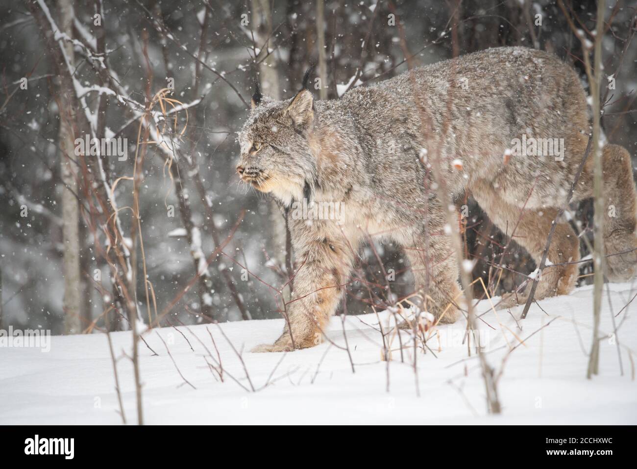 Canadian lynx in the wild Stock Photo - Alamy