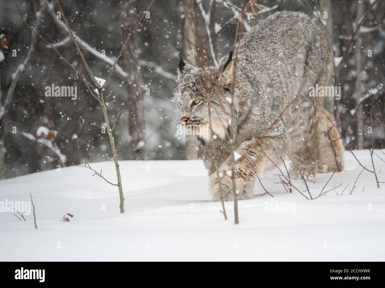 Canadian lynx in the wild Stock Photo - Alamy