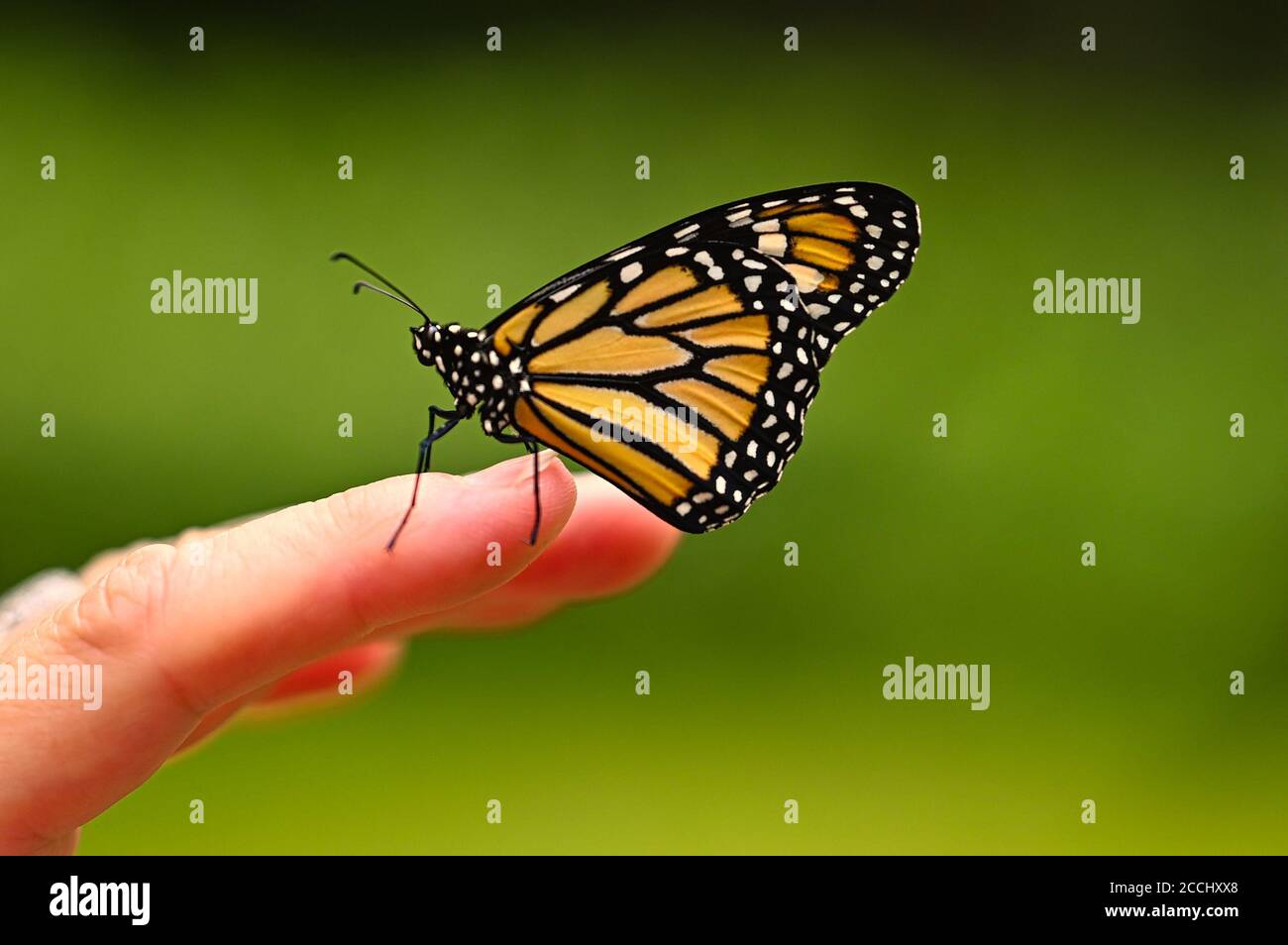 Monarch butterfly release hi-res stock photography and images - Alamy