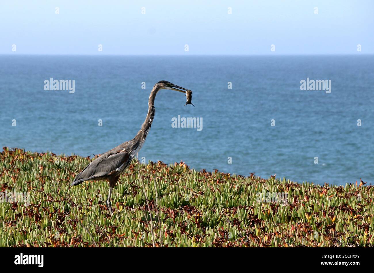 Blue crane bird eating hi-res stock photography and images - Alamy