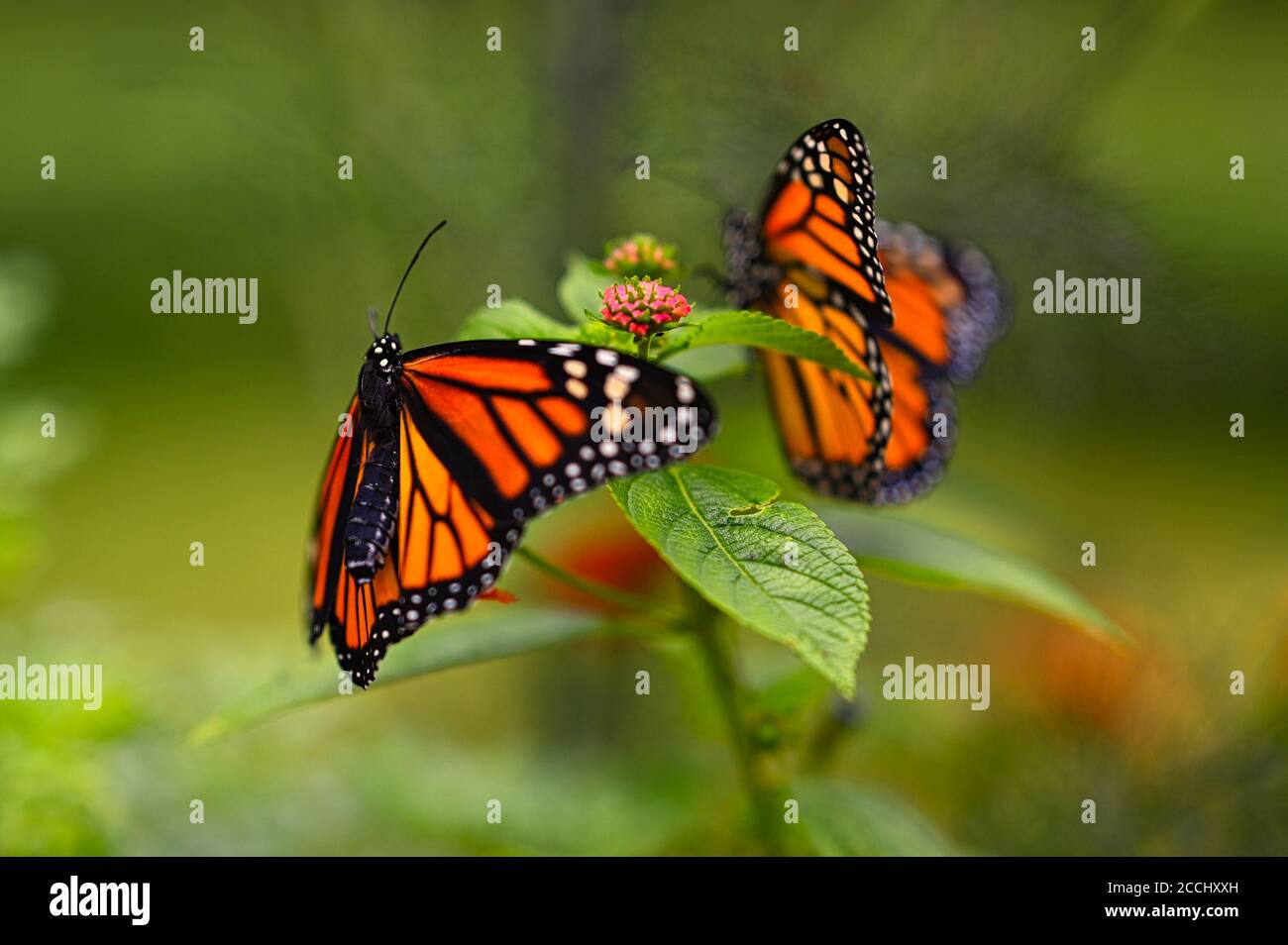 Monarch Butterflies just after release Stock Photo - Alamy