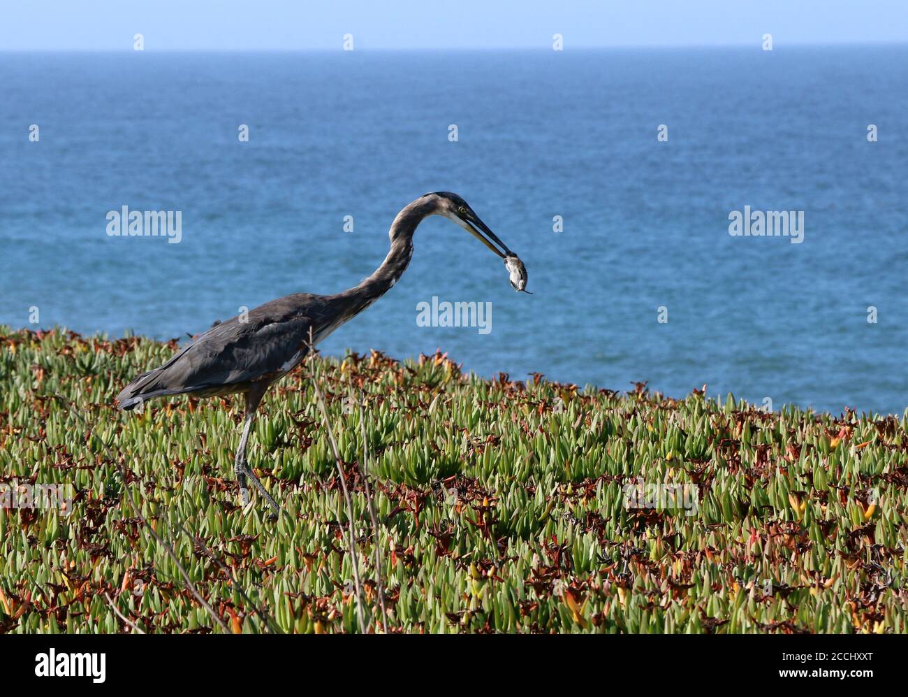 Great blue heron eats a gopher on a coastal bluff, Half Moon Bay, CA ...