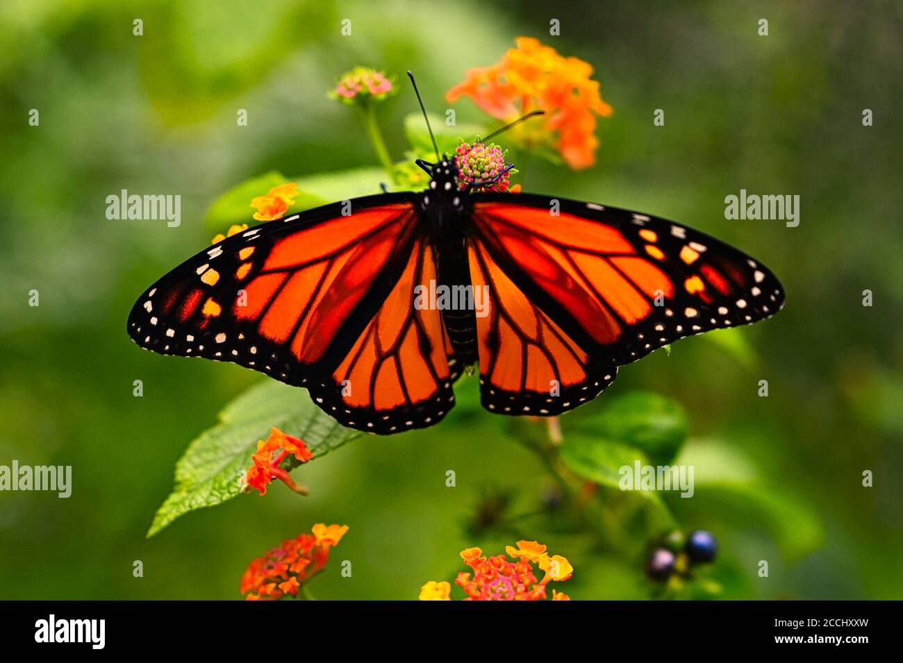 Male monarch butterfly hi-res stock photography and images - Alamy
