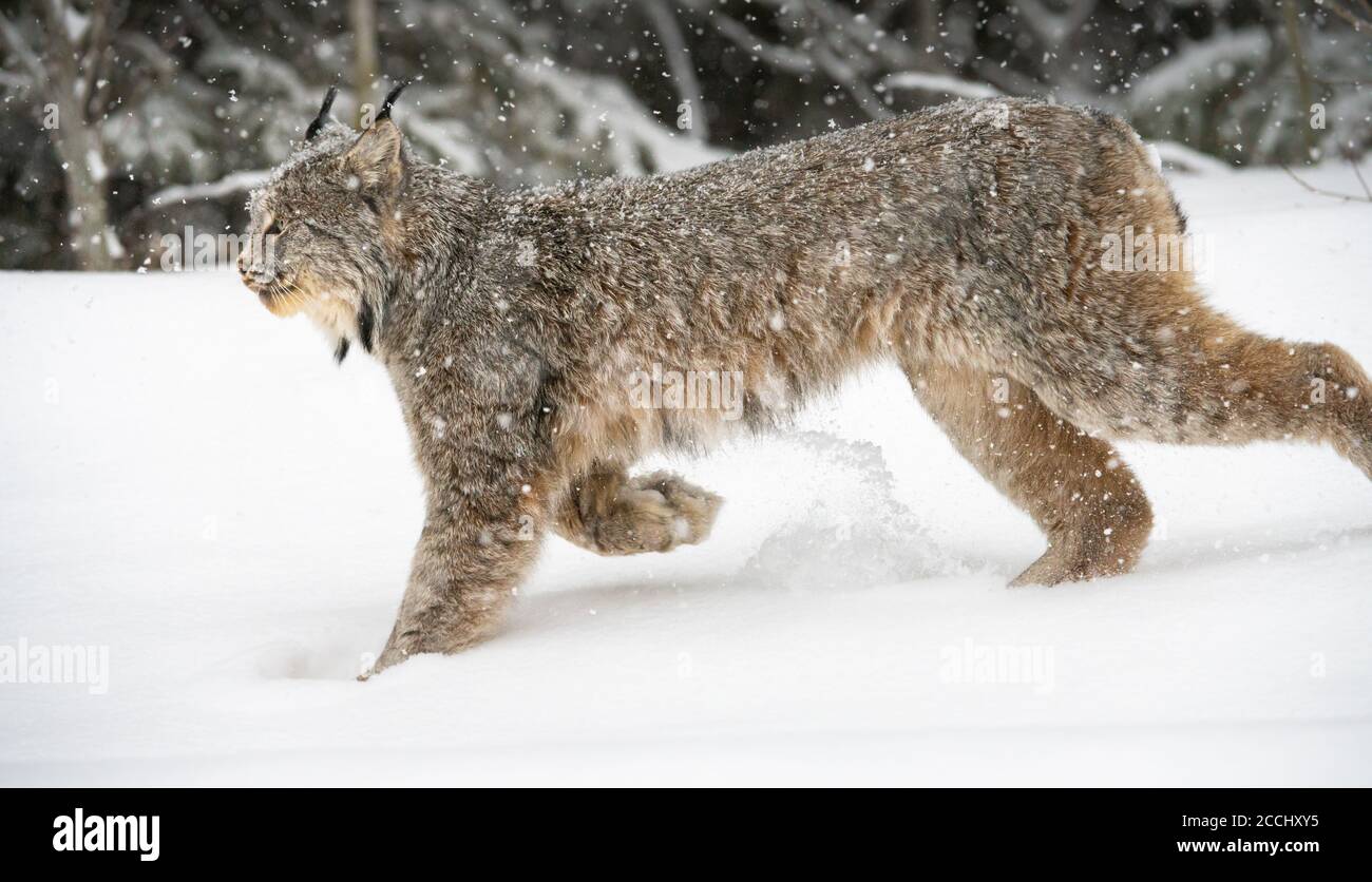 Canadian lynx in the wild Stock Photo - Alamy