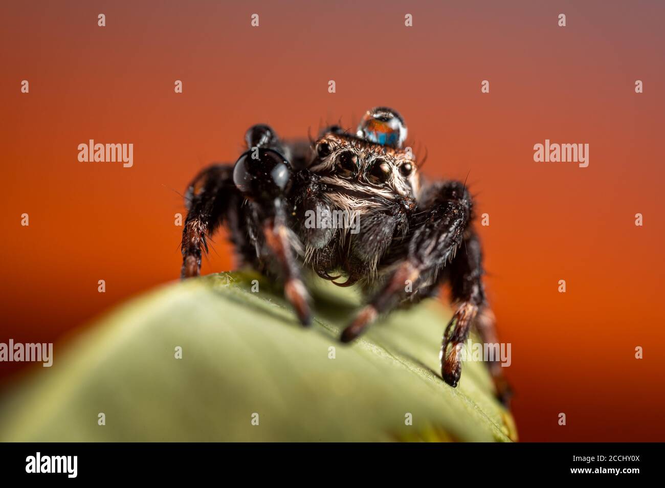 Black spider (Evarcha arcuata, jumping spider). Water droplets on body ...