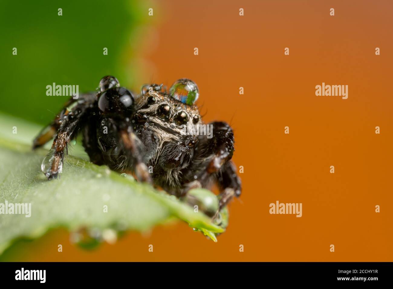 Black spider (Evarcha arcuata, jumping spider). Water droplets on body ...