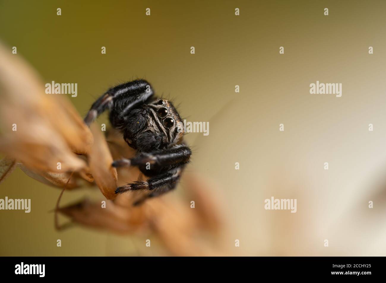 Black spider (Evarcha arcuata, jumping spider). High magnification ...