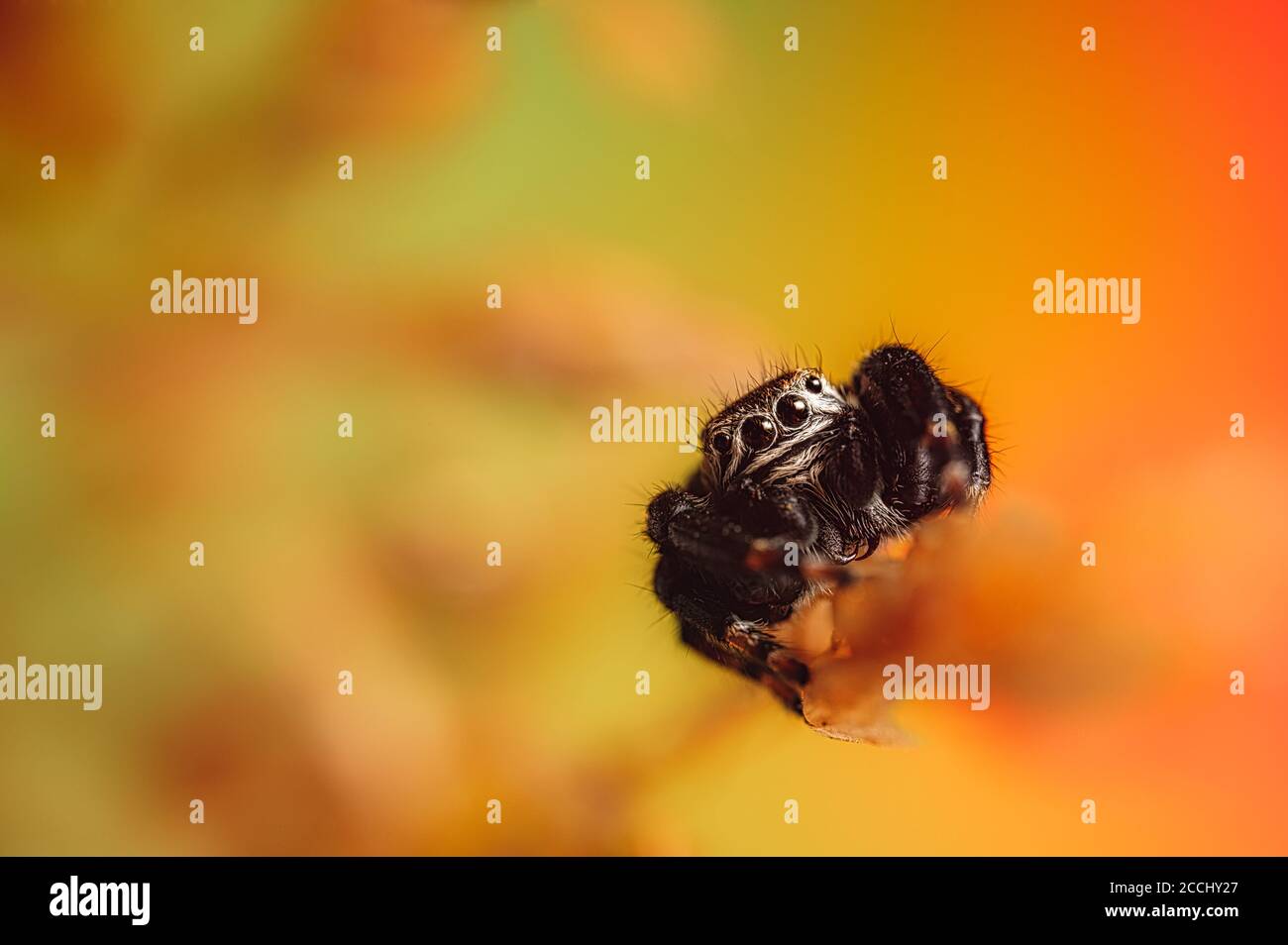 Black spider (Evarcha arcuata, jumping spider). High magnification ...