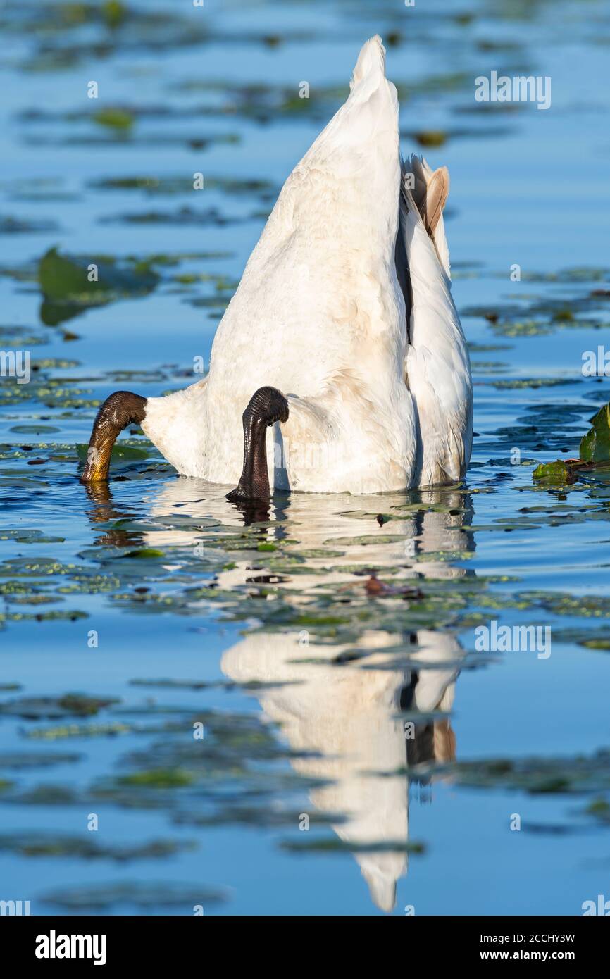 Trumpeter swan (Cygnus buccinator) tipping, feeding, Eastern North ...