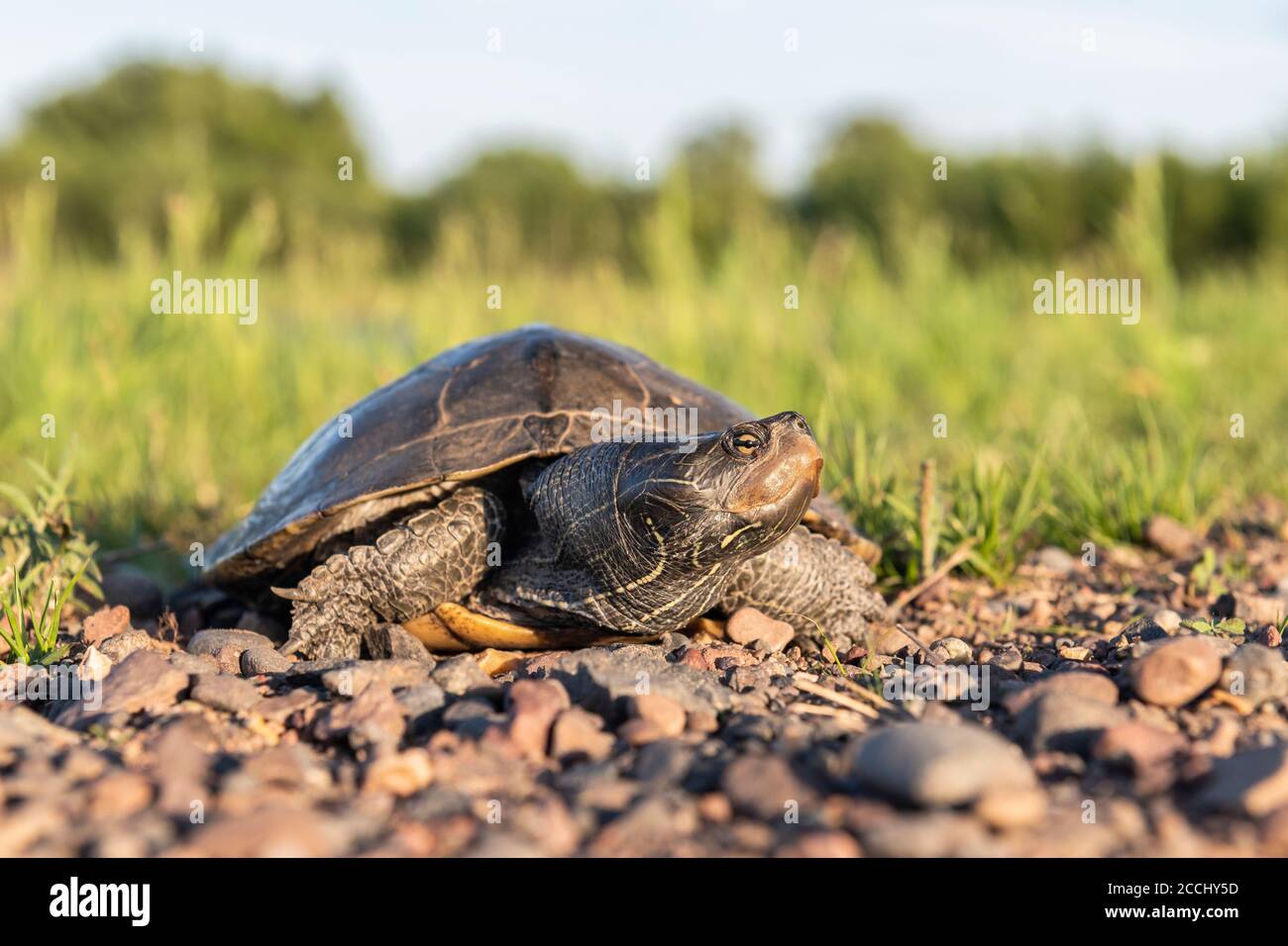 Common map turtle (Graptemys geographica), midwestern and Great Lakes ...