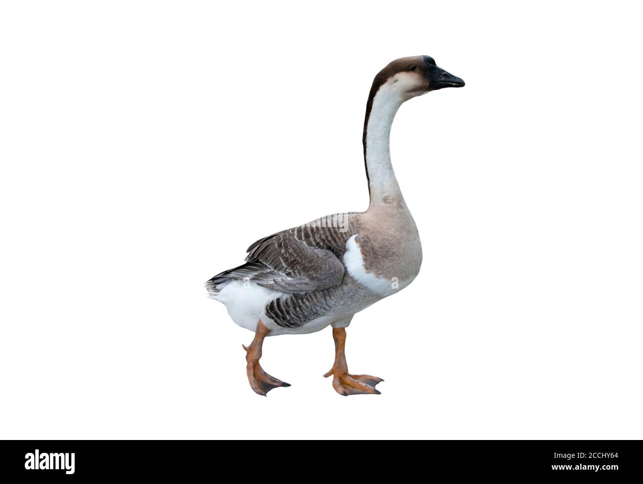 Goose isolated on white background Stock Photo - Alamy