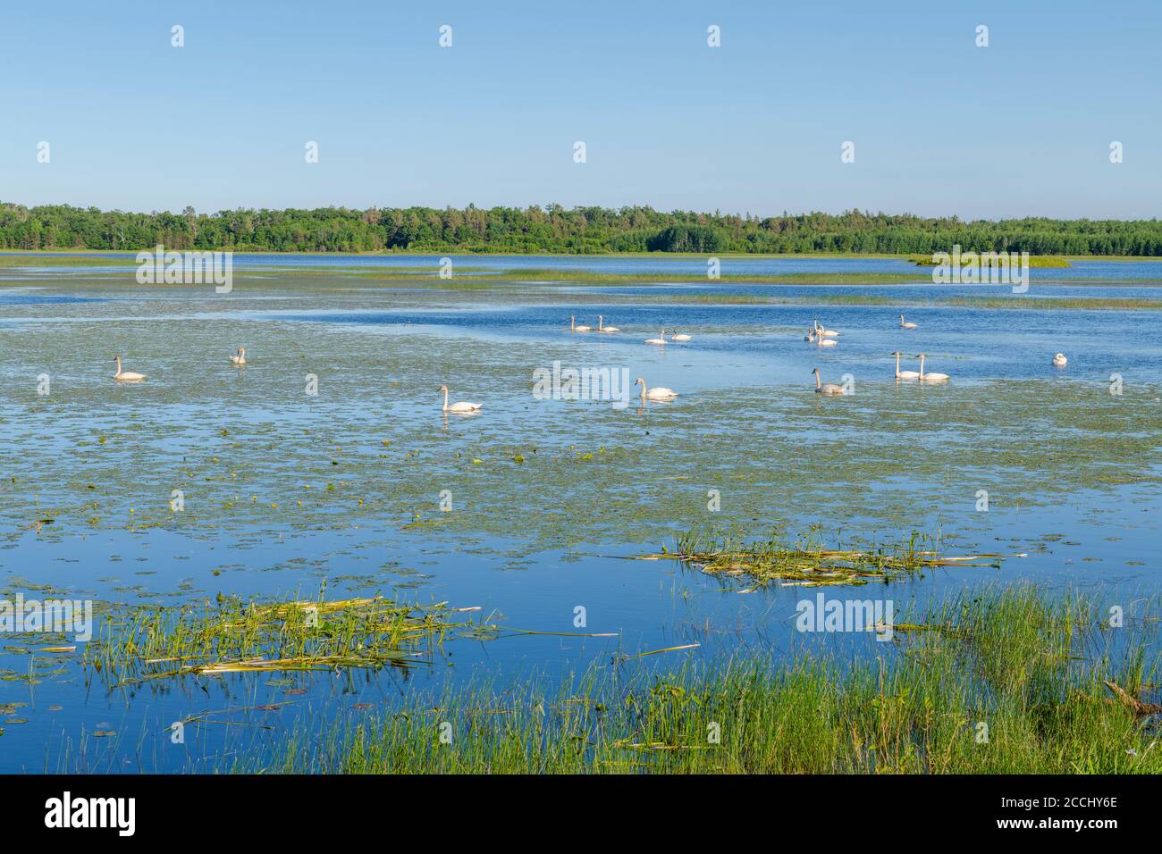 Trumpeter swans (Cygnus buccinator), Wisconsin, USA, by Dominique Braud ...