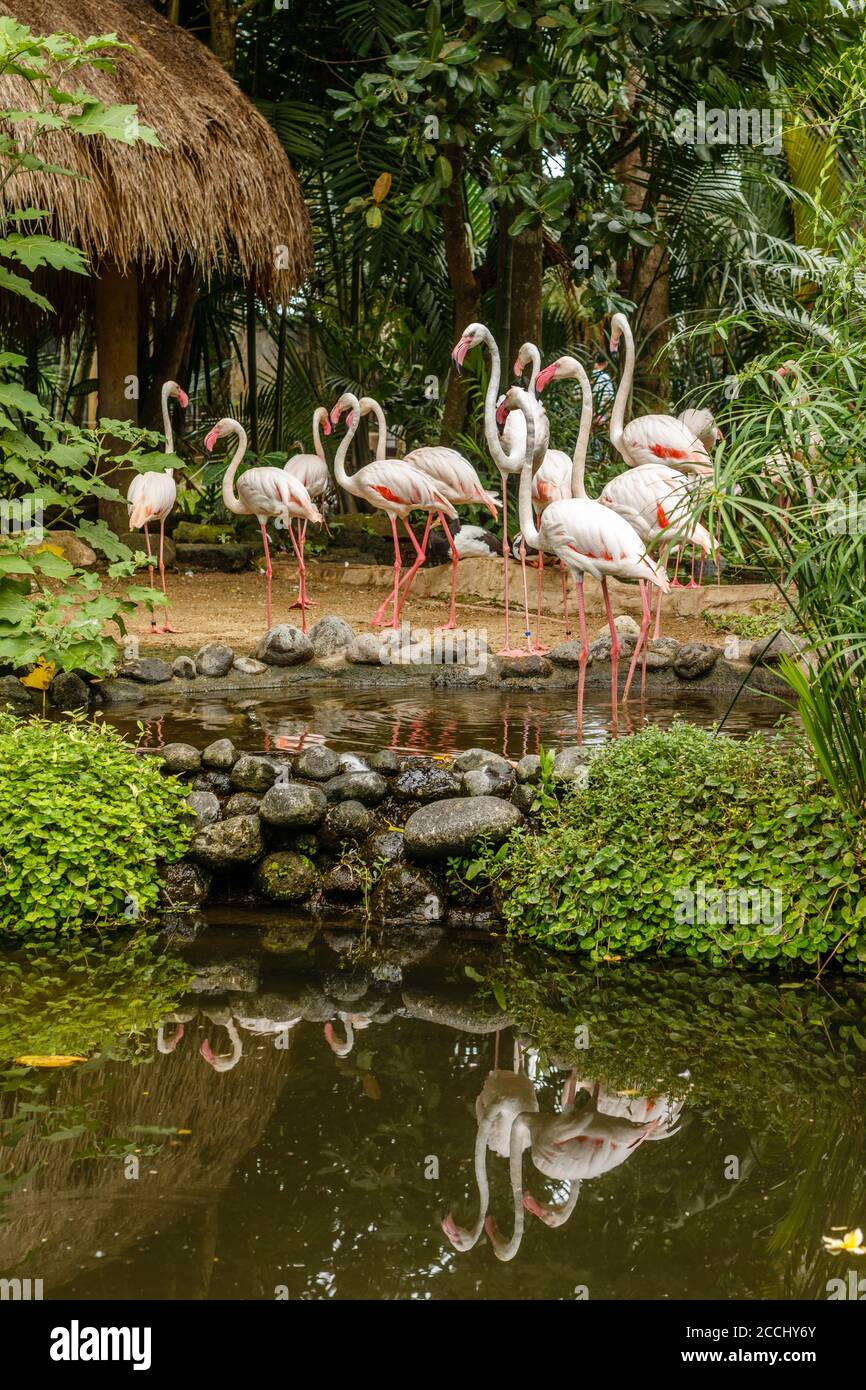 Vertical flamingos hi-res stock photography and images - Alamy