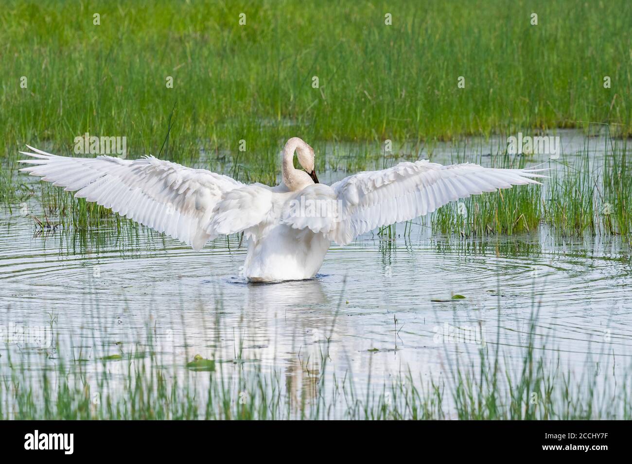 Trumpeter swans (Cygnus buccinator), flapping and stretching wings, E ...