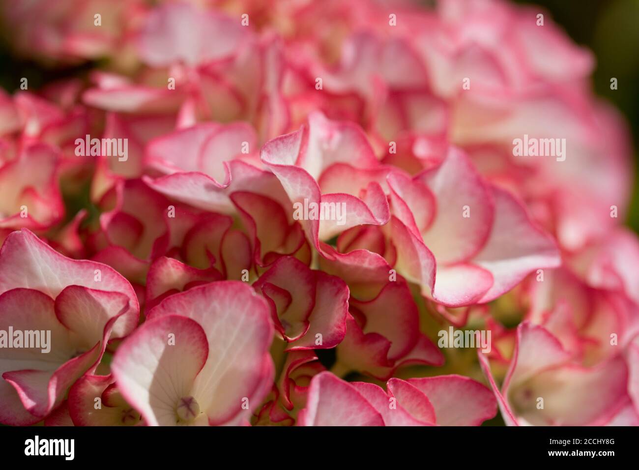 Outdoor hydrangea hi-res stock photography and images - Alamy