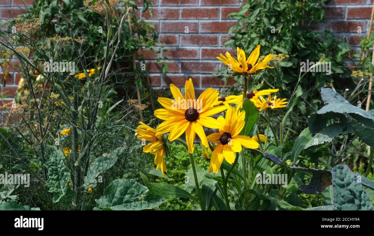 Big petal flowers hi-res stock photography and images - Alamy