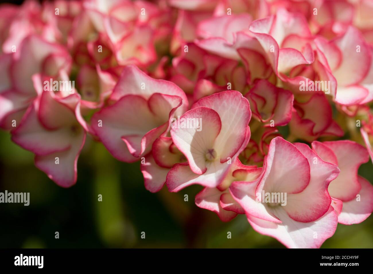 Pink mop head flowers hi-res stock photography and images - Alamy