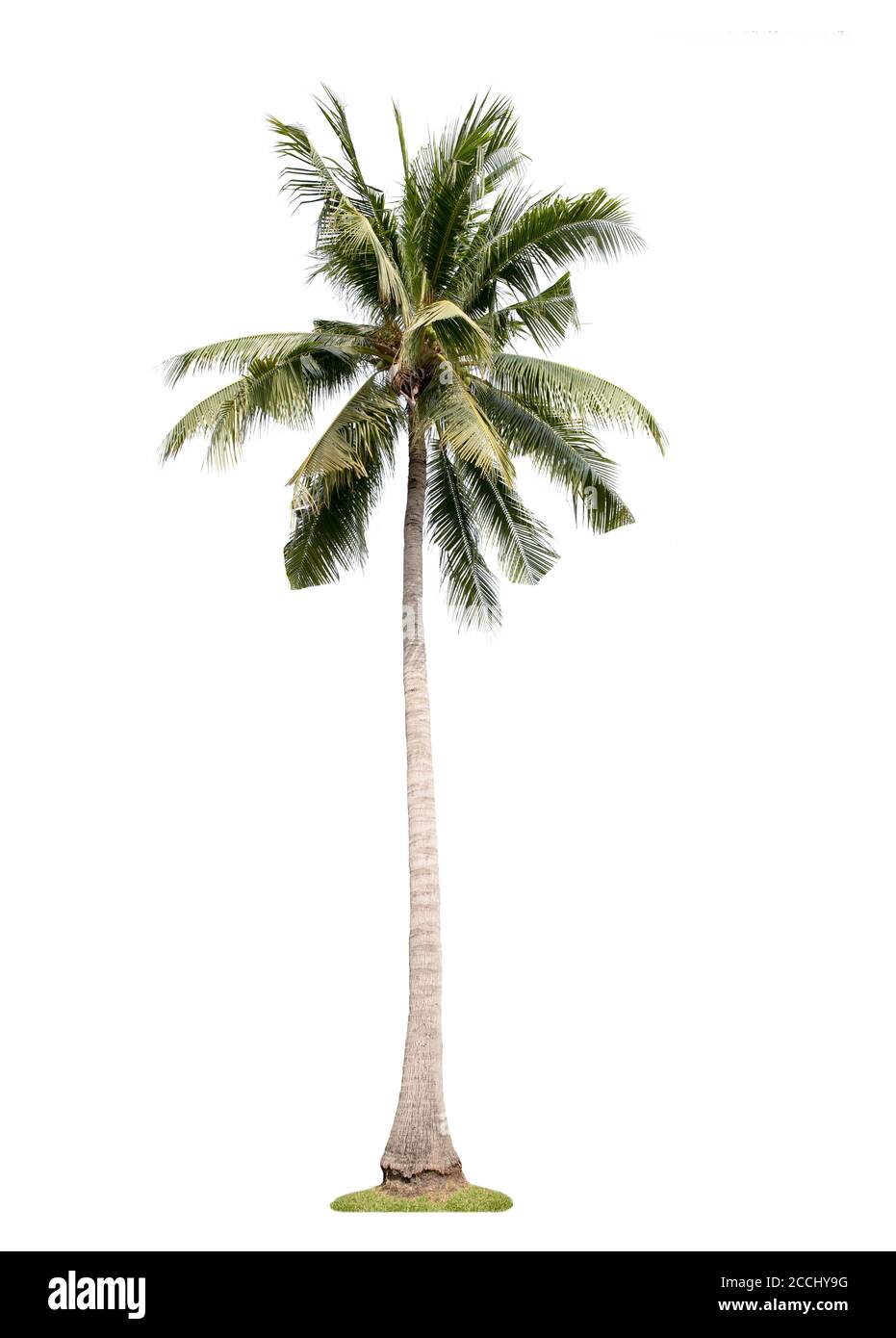 Tall coconut tree Cut Out Stock Images & Pictures - Alamy